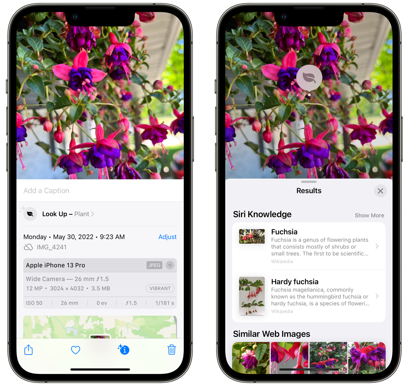 How To Identify Plants And Flowers With Your IPhone Camera